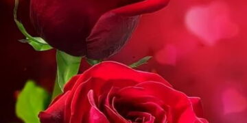 Symbolism in William Faulkner's A Rose for Emily