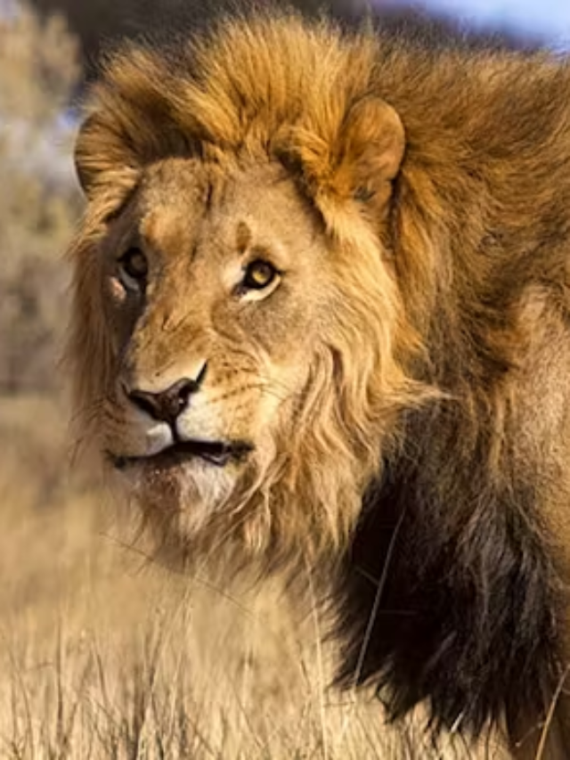 8 Most Iconic Animals From The World Of Fiction And Literature ...